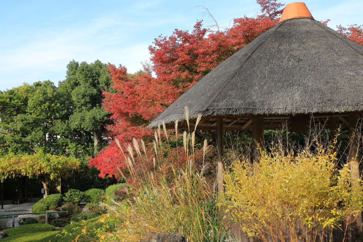 Autumn Leaves of Taizo-in Temple - 京都、その光と影の記憶 Kyoto: Memories of Light ...